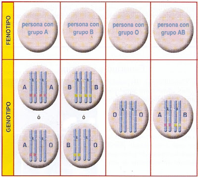 GREGOR JOHANN MENDEL: Genotipo y Fenotipo